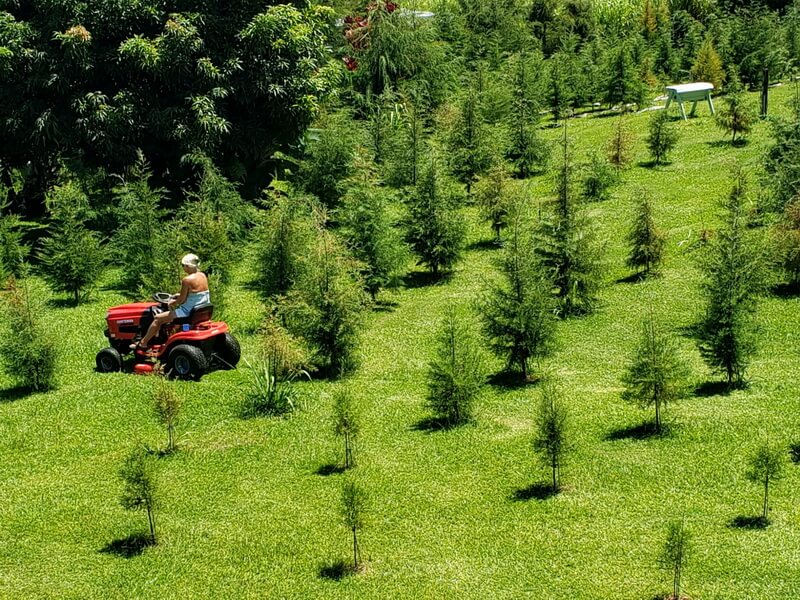 Live Christmas Trees in Hawaii | Hamakua Christmas Tree Forest