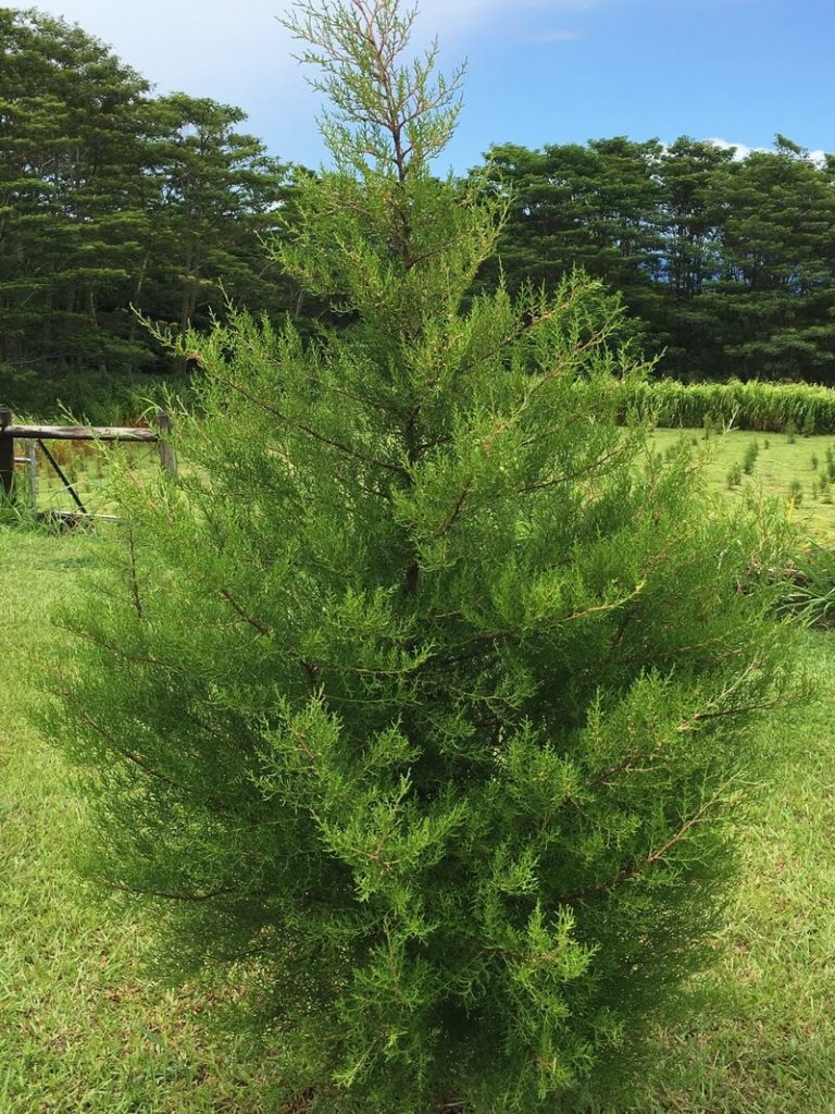 About Our Hawaii Christmas Trees | Hamakua Christmas Tree Forest