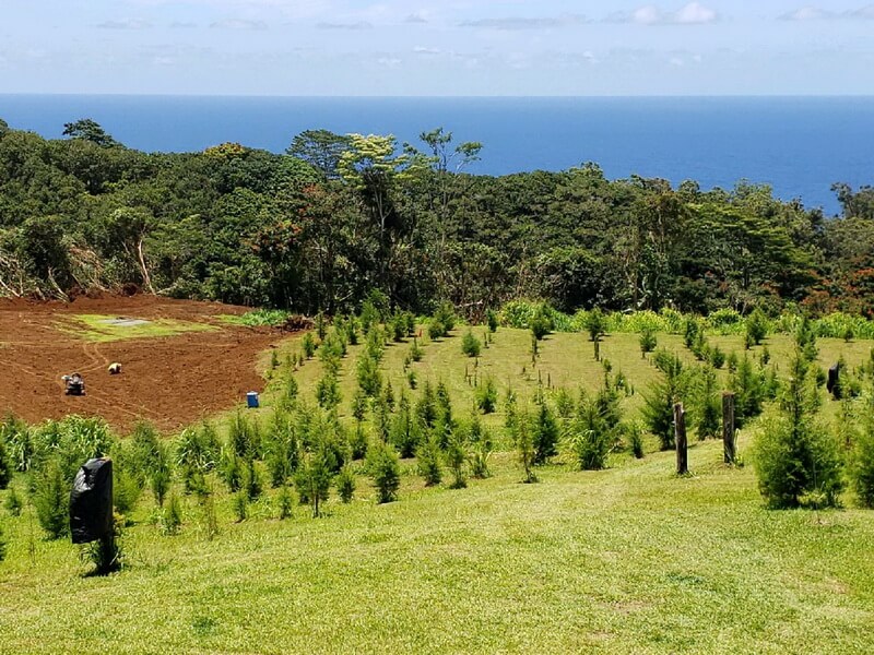 Hawaii Christmas Trees Photo Gallery | Hamakua Christmas Tree Forest