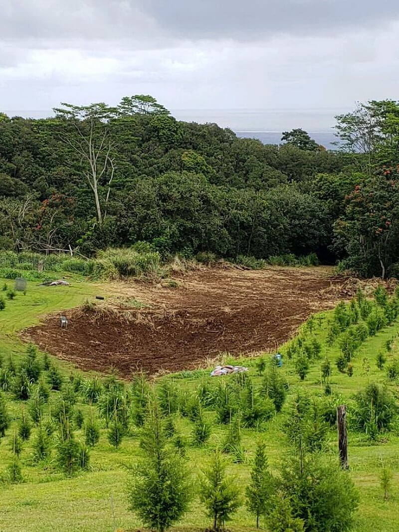 Hawaii Christmas Trees Photo Gallery | Hamakua Christmas Tree Forest