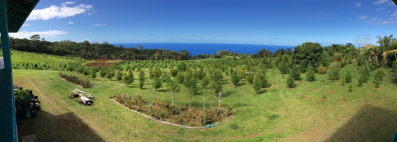 Hawaii Christmas Trees Photo Gallery | Hamakua Christmas Tree Forest