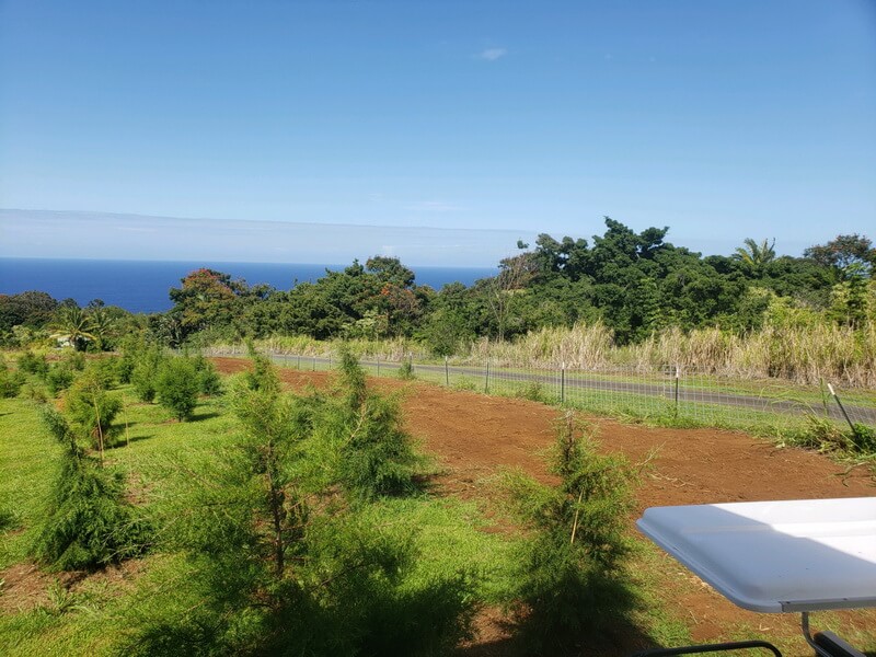 Hawaii Christmas Trees Photo Gallery | Hamakua Christmas Tree Forest